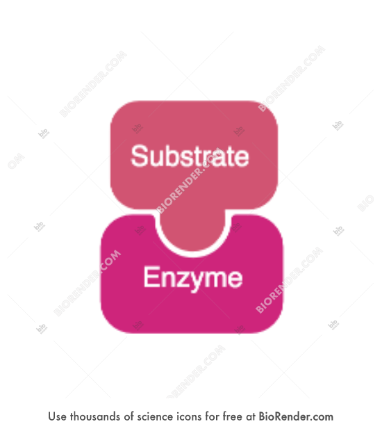 Free Generic enzyme 3 Icons, Symbols & Images | BioRender