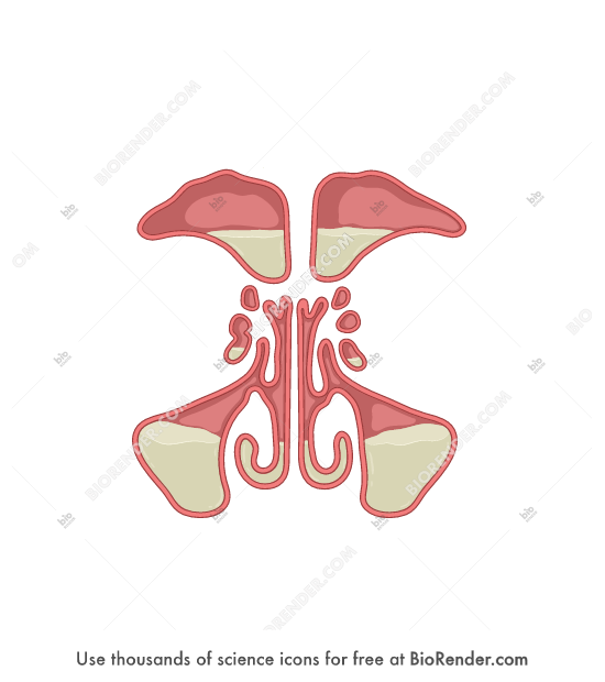Free Paranasal sinuses (anterior view, inflamed) Icons, Symbols & Images | BioRender