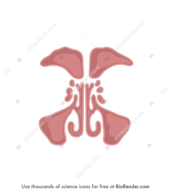 Free Paranasal sinuses (anterior view) Icons, Symbols & Images | BioRender