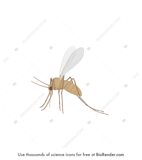 Free Sandfly Icons, Symbols & Images | BioRender