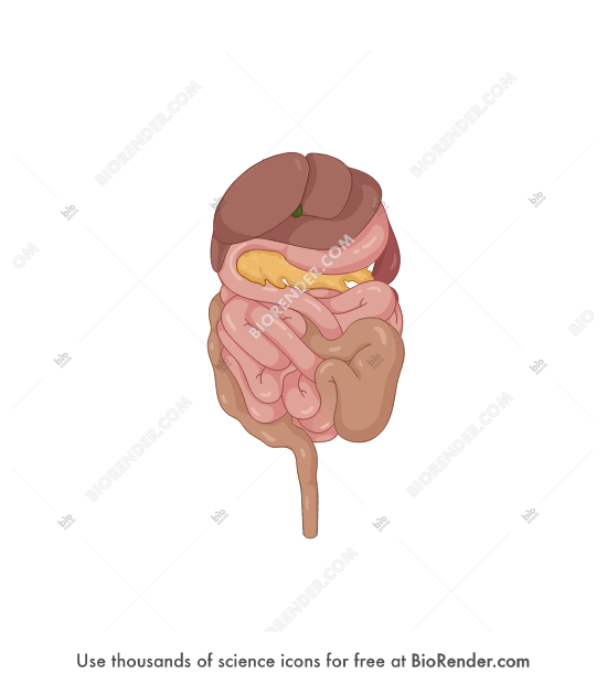 Free Mouse GI tract Icons, Symbols & Images | BioRender