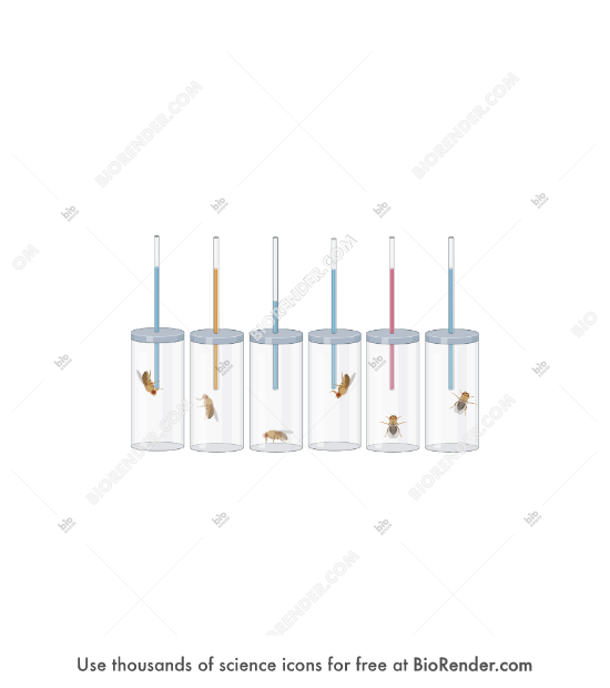 Free Drosophila CAFE (multiple) Icons, Symbols & Images | BioRender