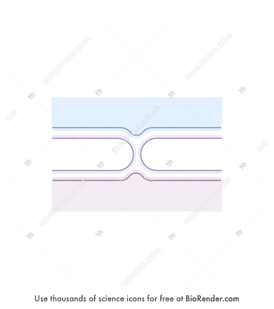 Free Hemifusion (3a. Hemifusing) Icons, Symbols & Images | BioRender