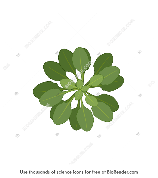 Free Arabidopsis rosette (wildtype) Icons, Symbols & Images | BioRender