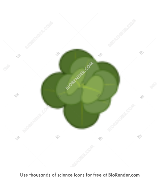 Free Arabidopsis rosette (mutant, bri1) Icons, Symbols & Images | BioRender