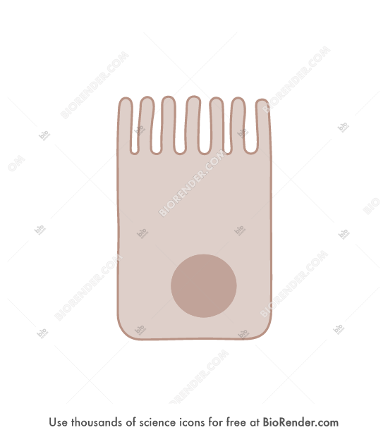 Free Enterocyte (normal, 1) Icons, Symbols & Images | BioRender