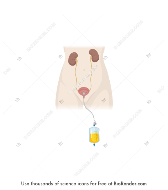 Free Foley catheter with urinary system Icons, Symbols & Images | BioRender
