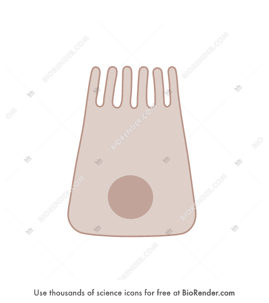Free Enterocyte (normal, 5) Icons, Symbols & Images | BioRender