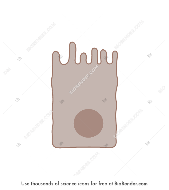 Free Enterocyte (damaged, 1) Icons, Symbols & Images | BioRender