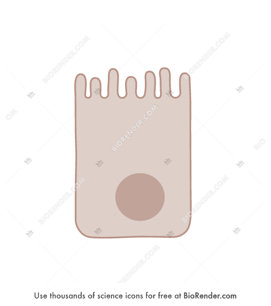 Free Enterocyte (flattened, 1) Icons, Symbols & Images | BioRender