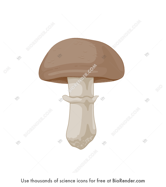 Free Mushroom Icons, Symbols & Images | BioRender
