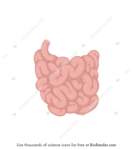 Free Small intestine Icons, Symbols & Images | BioRender