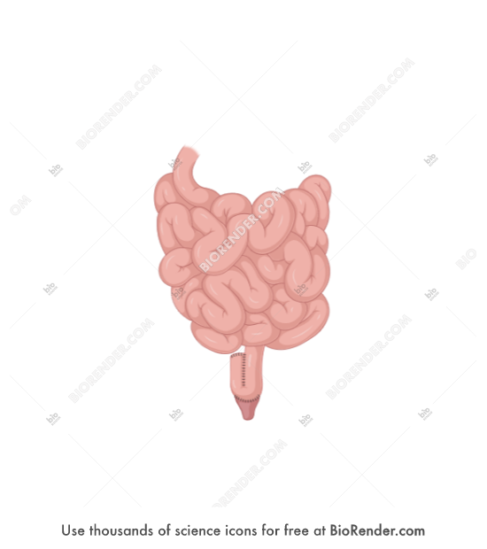 Free Intestines J-pouch Icons, Symbols & Images | BioRender