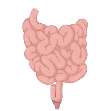 Free Intestines J-pouch Icons, Symbols & Images | BioRender