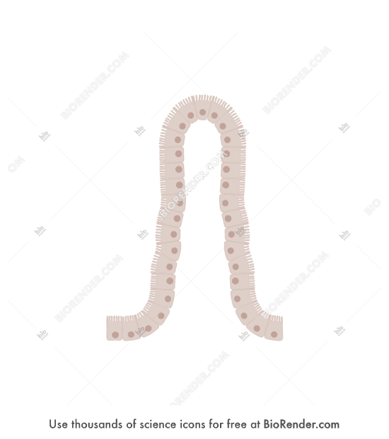 Free Intestinal villus (leaf-like) Icons, Symbols & Images | BioRender