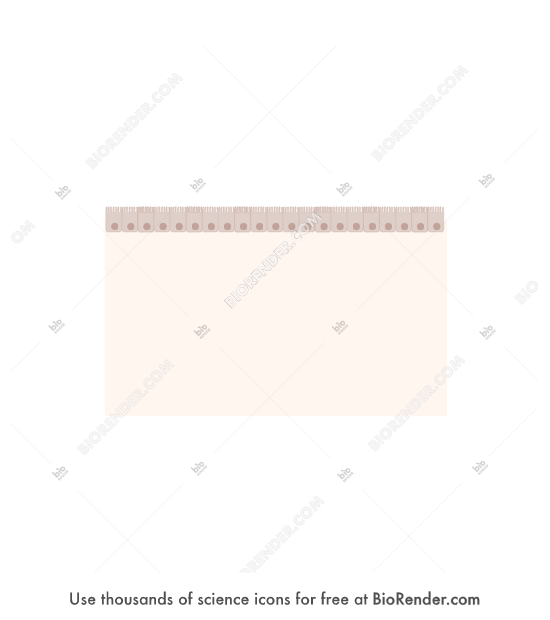 Free Intestinal epithelium Icons, Symbols & Images | BioRender