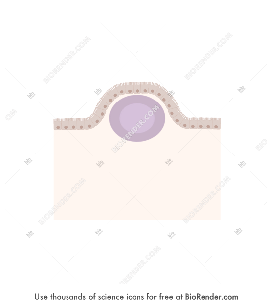 Free Intestinal epithelium (Peyer's patch) Icons, Symbols & Images ...