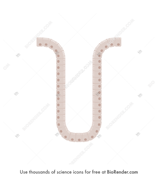 Free Intestinal crypt 3 Icons, Symbols & Images | BioRender