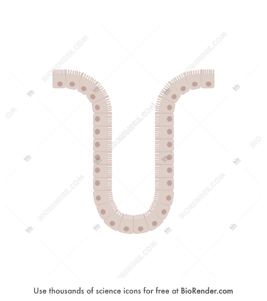 Free Intestinal crypt 2 Icons, Symbols & Images | BioRender