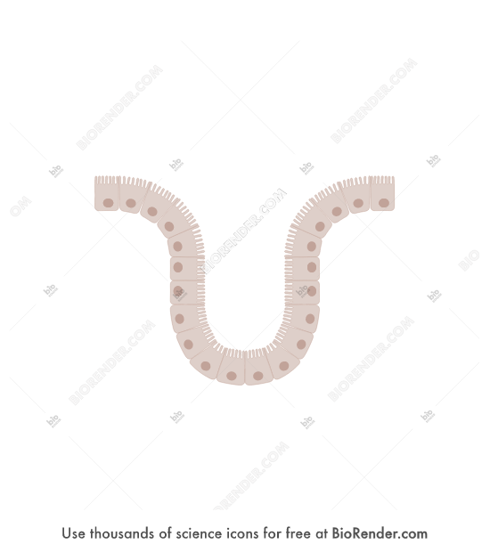 Free Intestinal crypt 1 Icons, Symbols & Images | BioRender