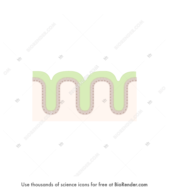 Free Colon epithelium (with mucous) Icons, Symbols & Images | BioRender
