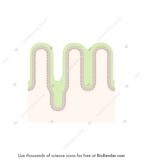 Free Jejunum epithelium (with mucous) Icons, Symbols & Images | BioRender