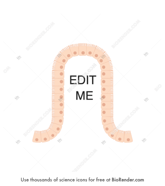 Free Intestinal villus (finger-like, short) Icons, Symbols & Images ...