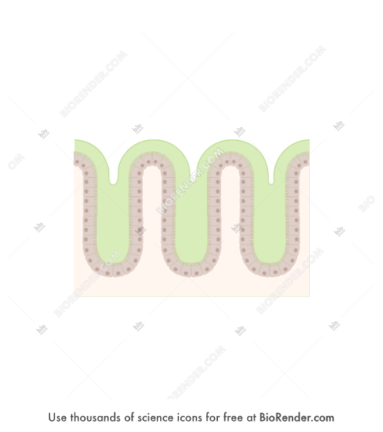 Free Rectum epithelium (with mucous) Icons, Symbols & Images | BioRender