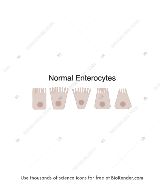 Free 0. All enterocytes, normal Icons, Symbols & Images | BioRender