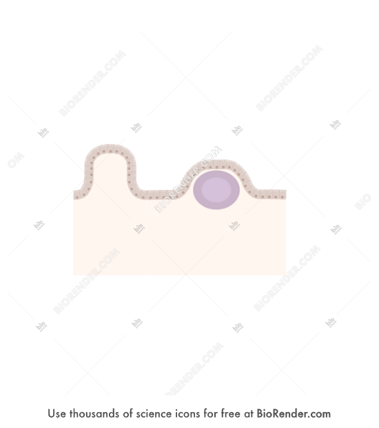 Free Ileum (with Peyer's patch) Icons, Symbols & Images | BioRender