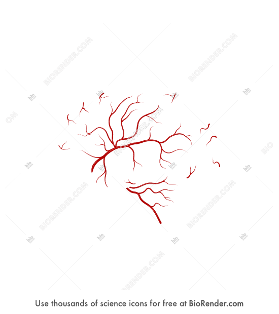 Free Arteries (Brain, lateral) Icons, Symbols & Images | BioRender