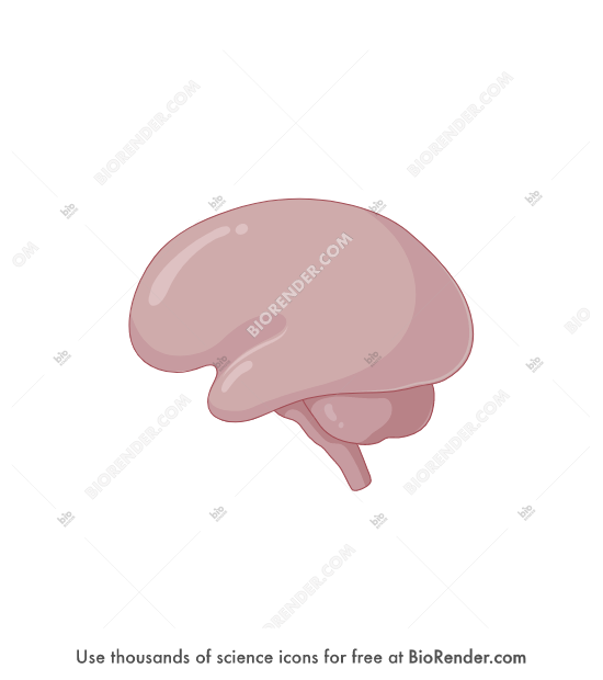 Free Brain (lateral view, developing) Icons, Symbols & Images | BioRender