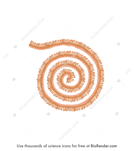 Free Swiss roll intestine (duodenum) Icons, Symbols & Images | BioRender