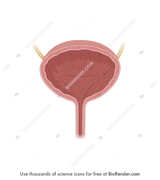 Free Bladder (female, full, no urine) Icons, Symbols & Images | BioRender