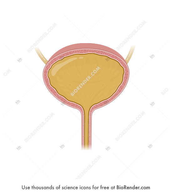 Free Bladder (female, full) Icons, Symbols & Images | BioRender