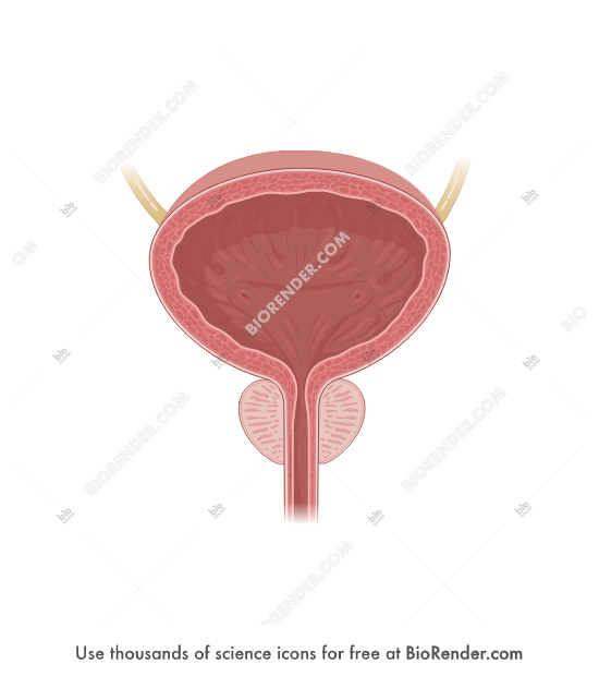 Free Bladder (male, cystitis) Icons, Symbols & Images | BioRender