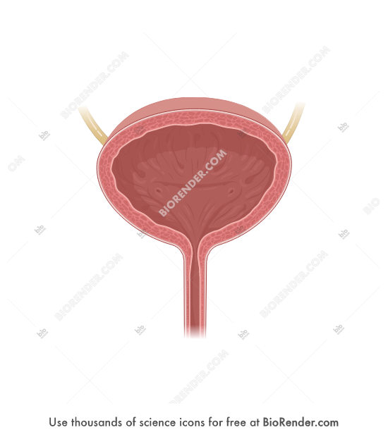 Free Bladder (female, cystitis) Icons, Symbols & Images | BioRender