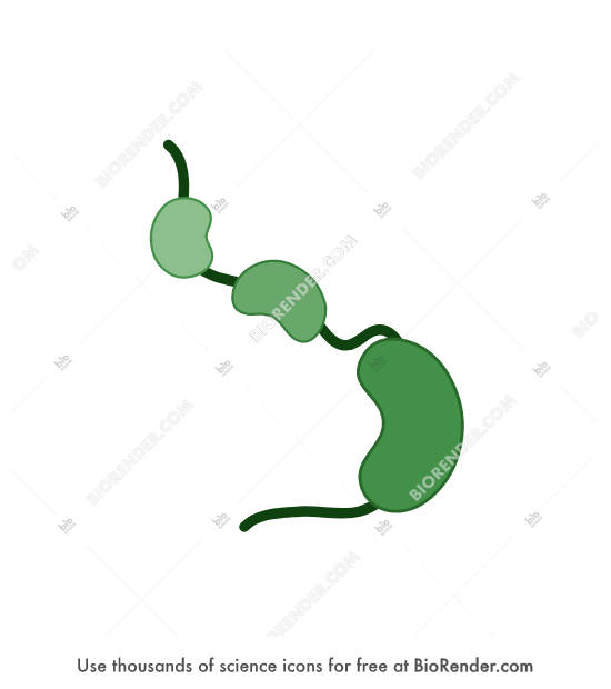 Free Lck (active) Icons, Symbols & Images | BioRender