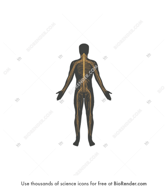 Free Nervous sytem (in body) Icons, Symbols & Images | BioRender