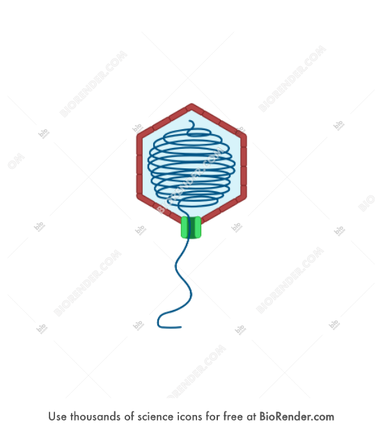 Free Bacteriophage capsid (3. Expansion) Icons, Symbols & Images ...