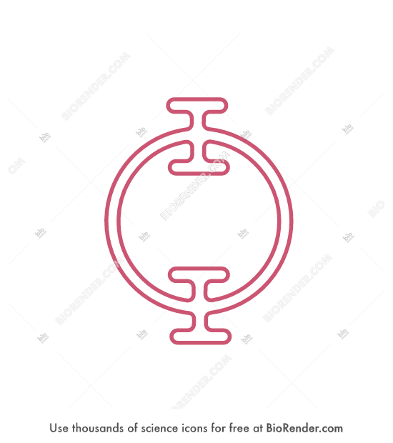 Free AAV genome (circular dimer) Icons, Symbols & Images | BioRender