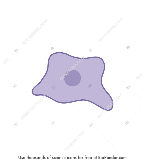 Free Mesangial cell Icons, Symbols & Images | BioRender