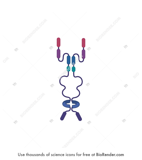 Free Formin (dimer) Icons, Symbols & Images | BioRender