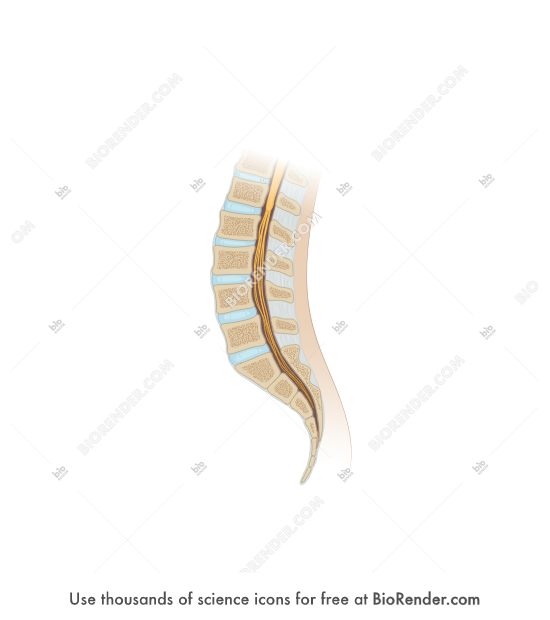 Free Spina bifidia (normal) Icons, Symbols & Images | BioRender