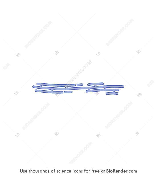 Free Smooth endoplasmic reticulum (2D, tubular) Icons, Symbols & Images ...