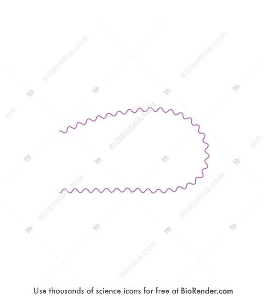 Free RNA (loop) Icons, Symbols & Images | BioRender