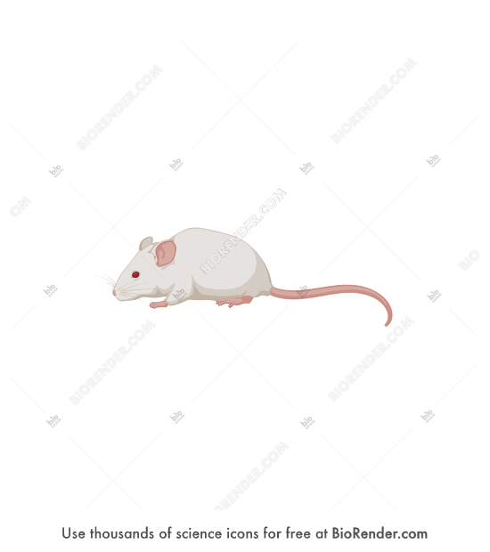 Free Mouse (lateral 2) Icons, Symbols & Images | BioRender