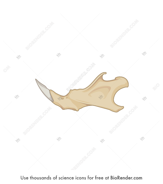 Free Mouse mandible Icons, Symbols & Images | BioRender