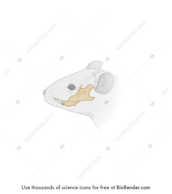 Free Mouse head (lateral, with mandible) Icons, Symbols & Images ...