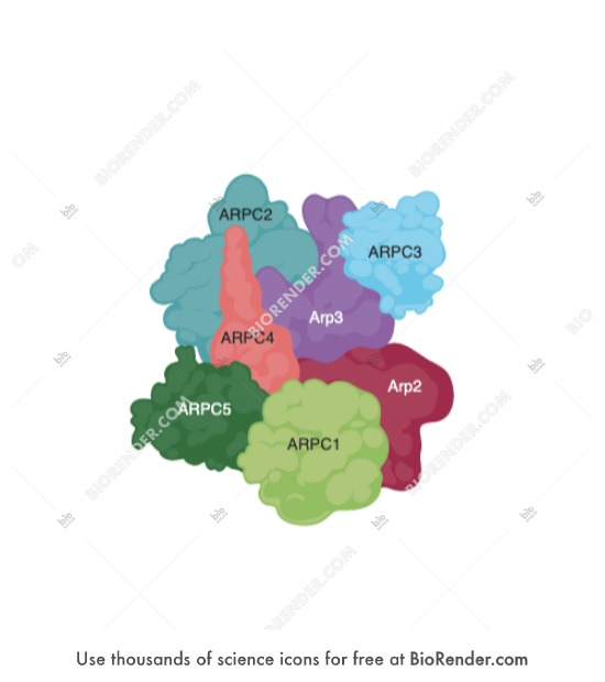 Free Arp2/3 Complex Icons, Symbols & Images | BioRender